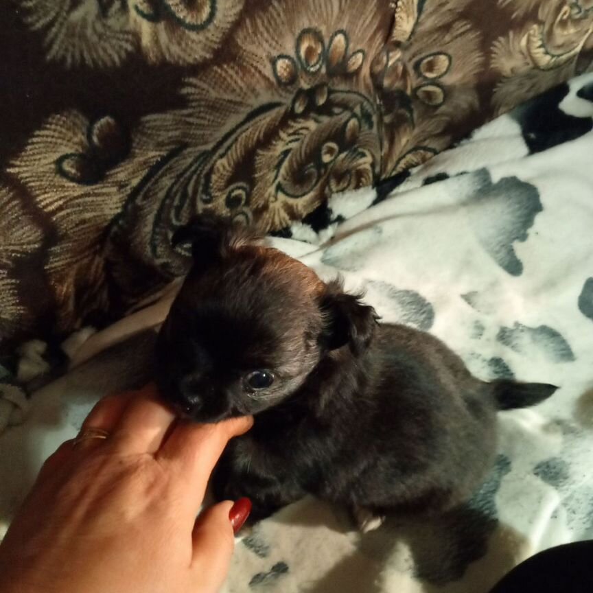 Мальчишка чишка