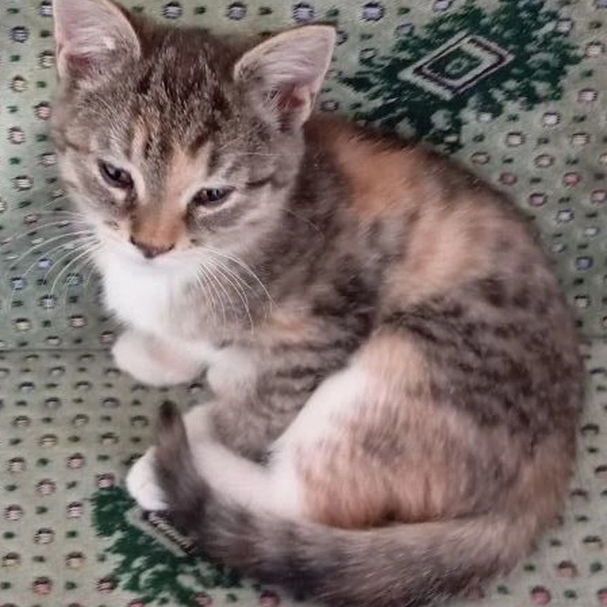 Котёнок в добрые руки