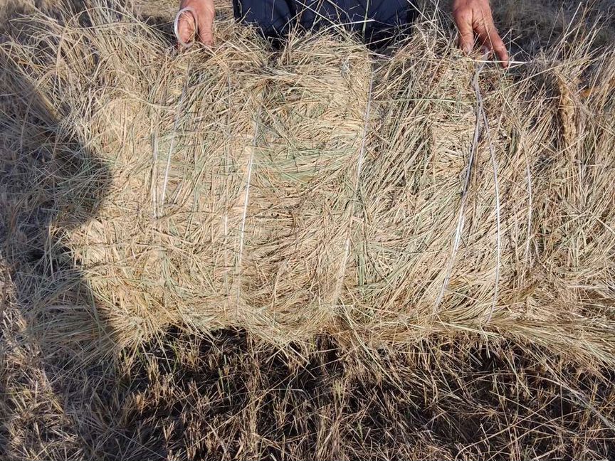 Сено луговое 2023 новое