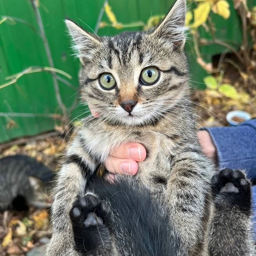 Котёнок с улицы