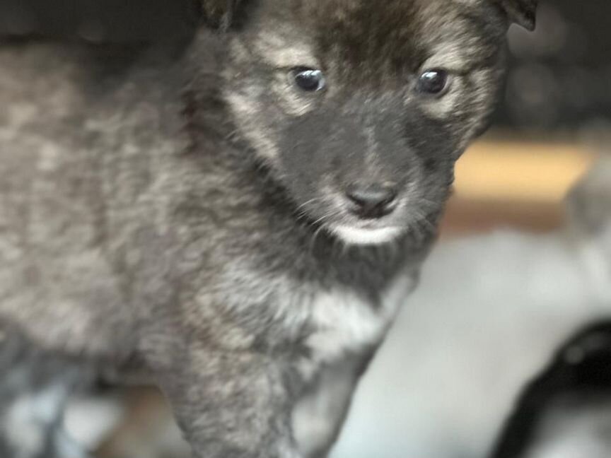 Щенки беспородные