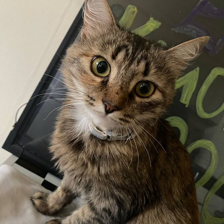 Кошка, метис, крысоловка