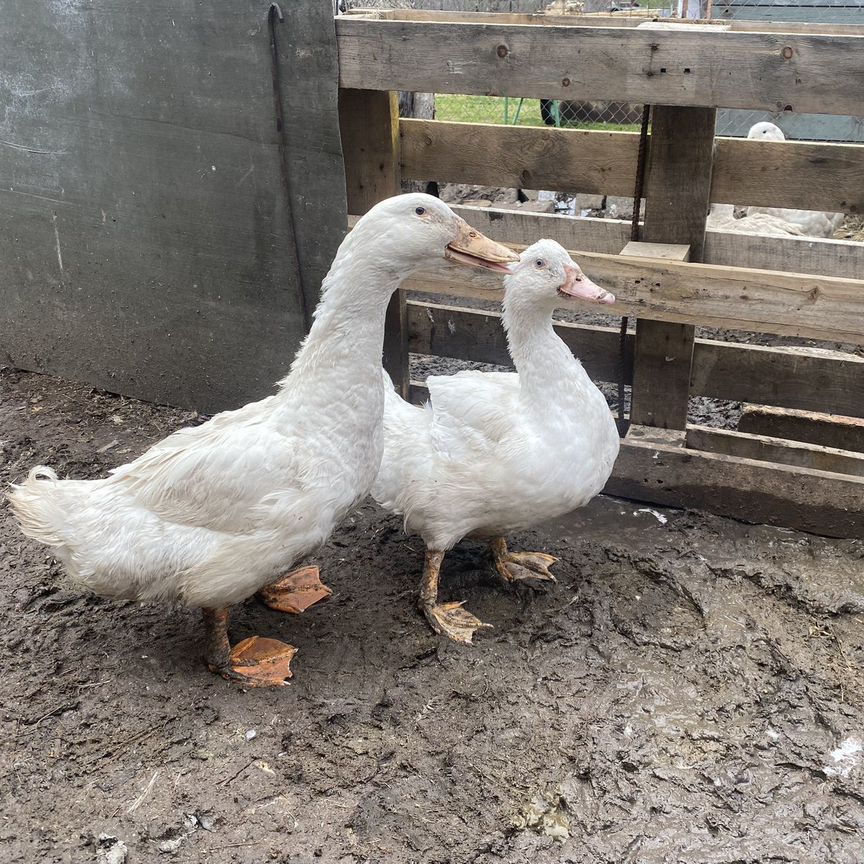 Продам пару уток