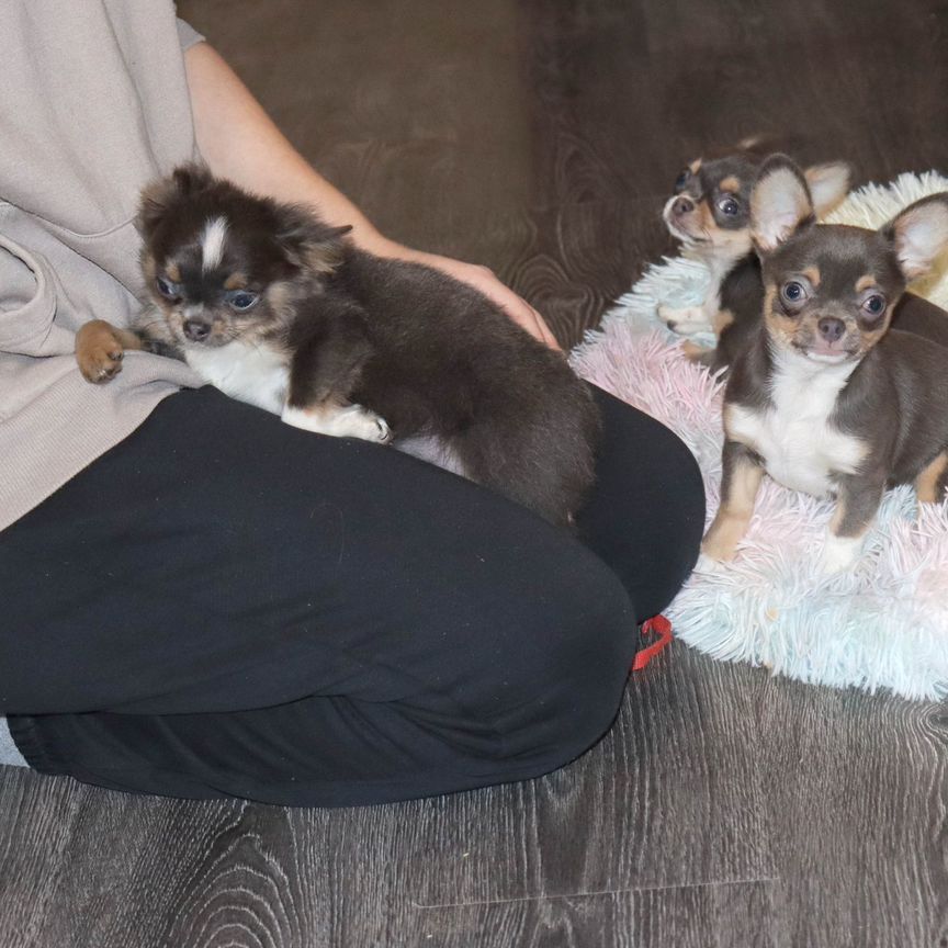 Чихуахуа, щенок