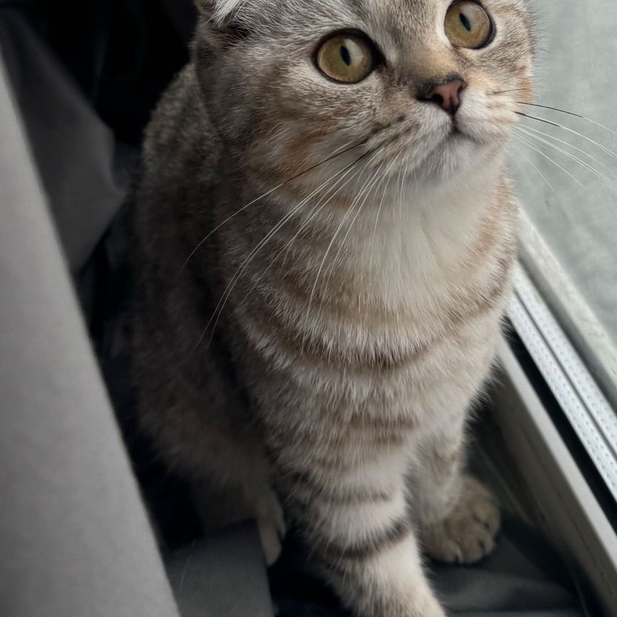 Шотланская вислоухая кошка