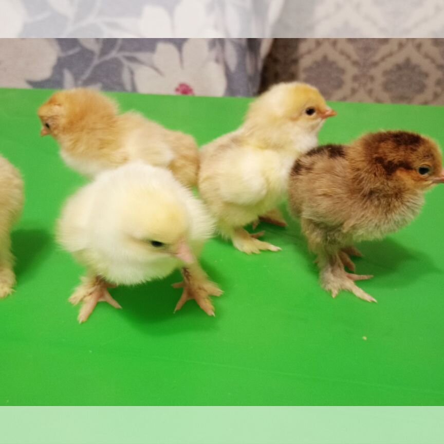 Цыплята брама суточные