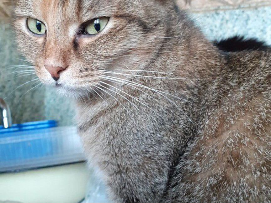 Нюра ищет дом