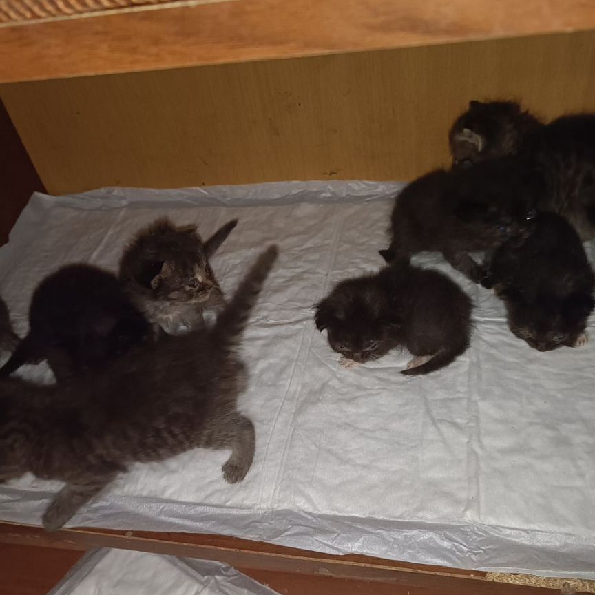 Отдам в добрые руки