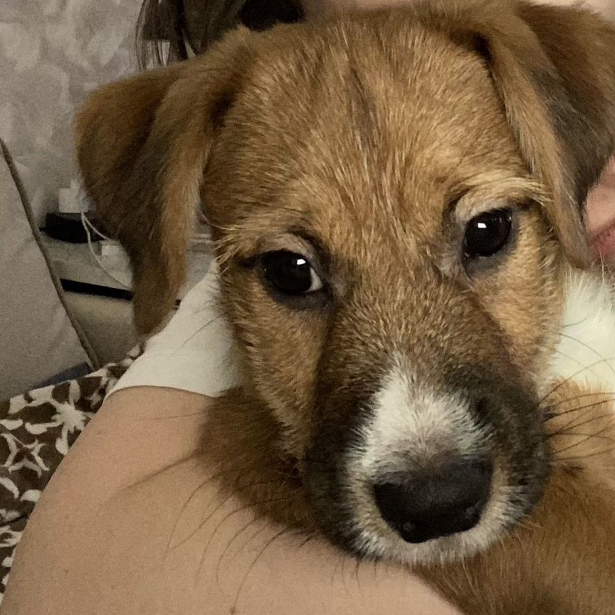 Джек-рассел-терьер, щенок