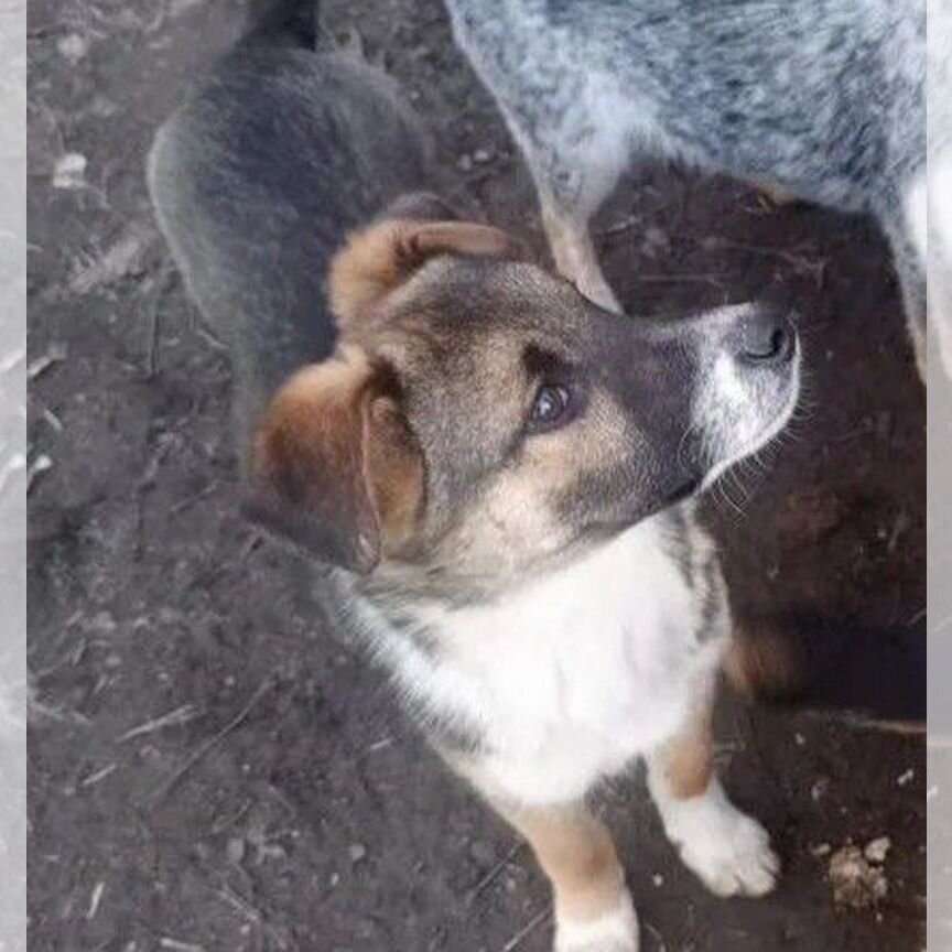 Щенок в добрые руки