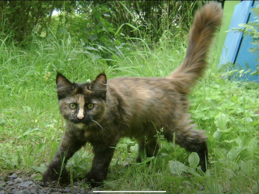 Живет такой парень с человеческим лицом