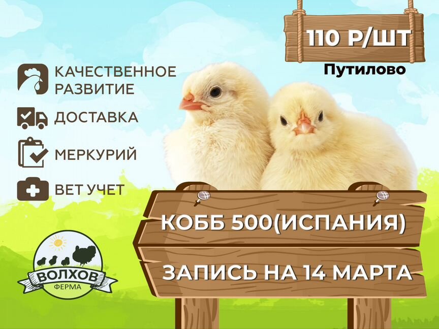 Цыплята бройлеры суточные кобб500 испания Путилово
