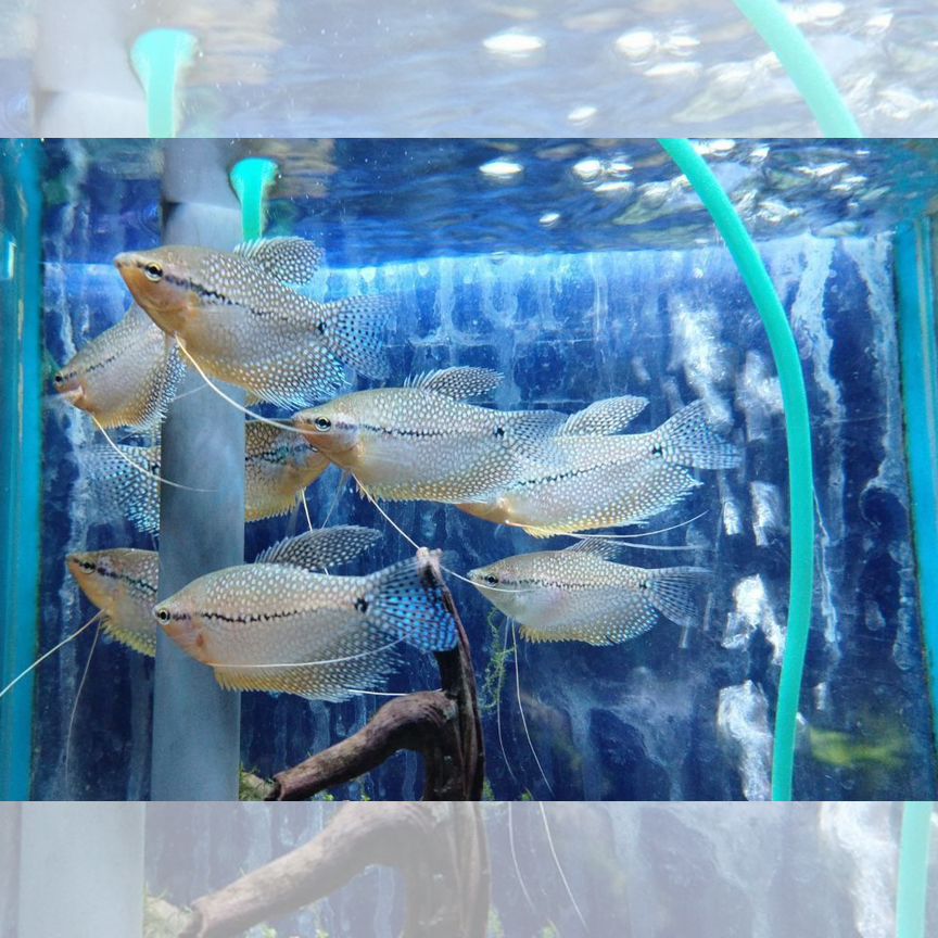 Гурами жемчужный