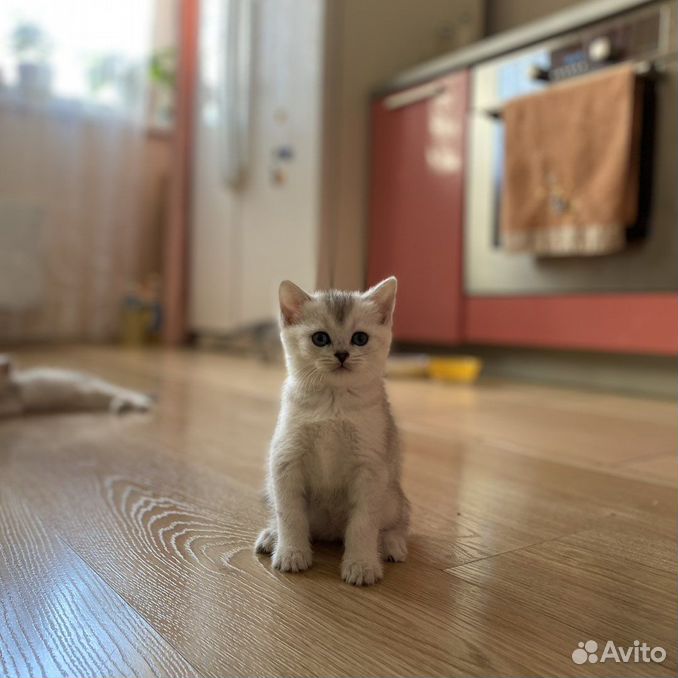 Британская котяа