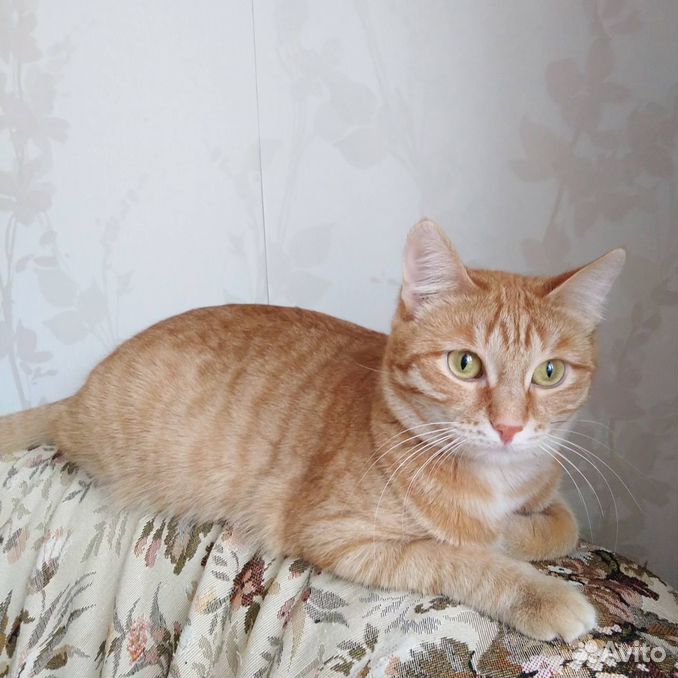 Кошечка Мурка