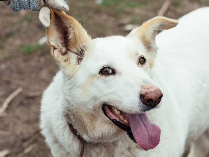 Прекрасная собака ищет дом и семью