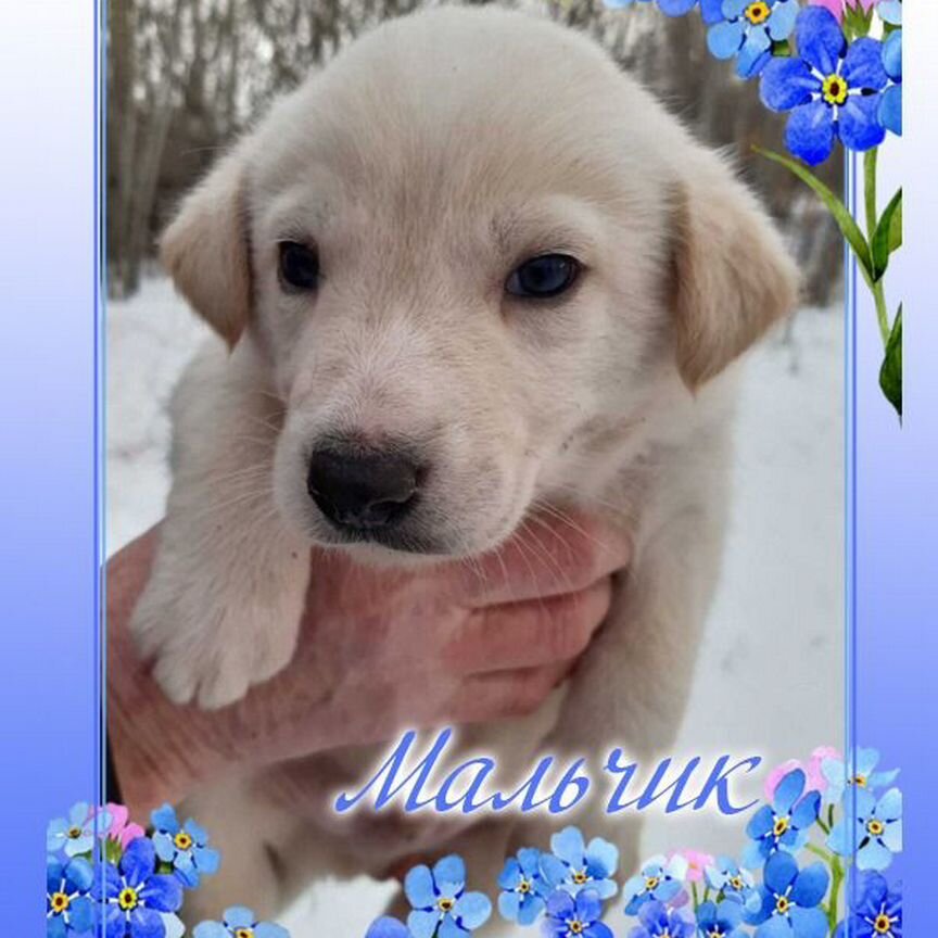Щенки в добрые руки