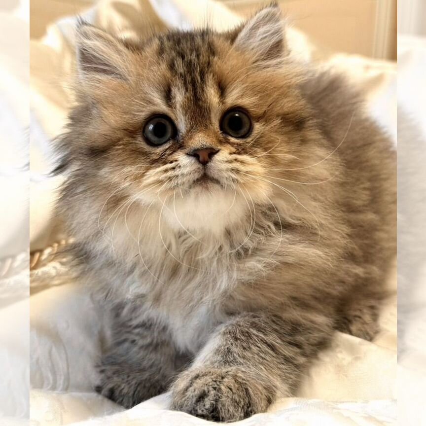 Шотландский прямоухий длинношёрстный котёнок