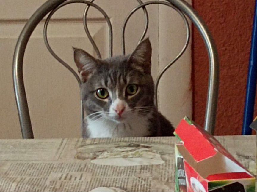 Отдам кота в добрые руки