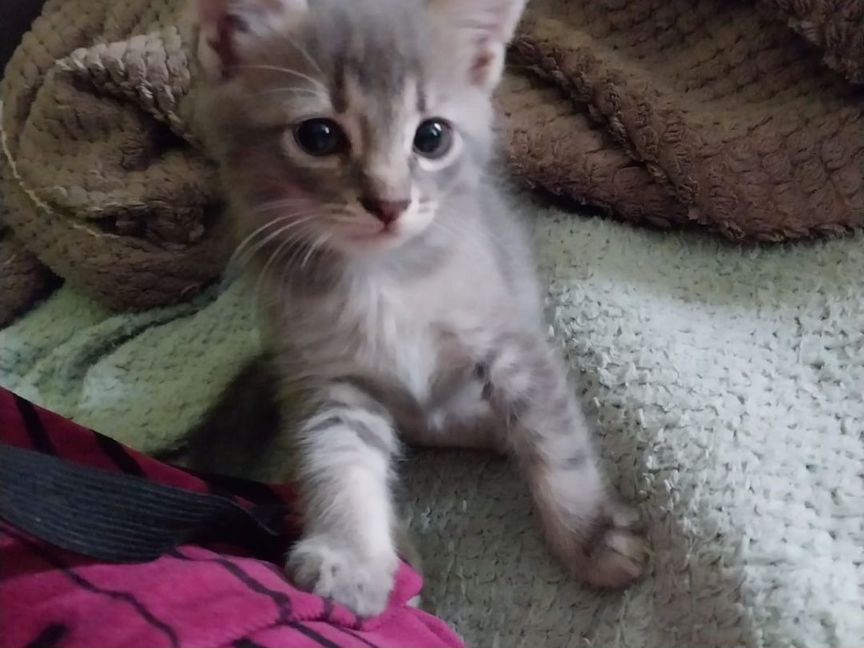 Кошка в дар бесплатно