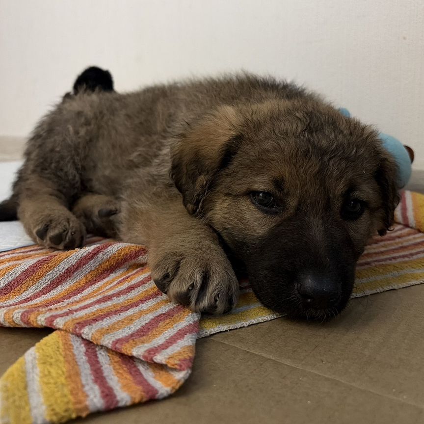 Немецкая овчарка, щенок