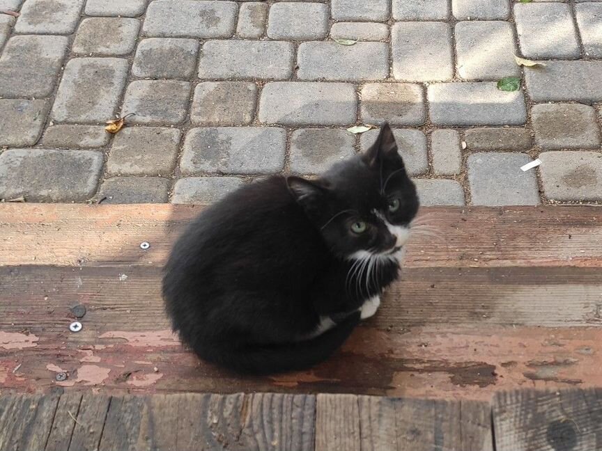 Котенок черно-белый