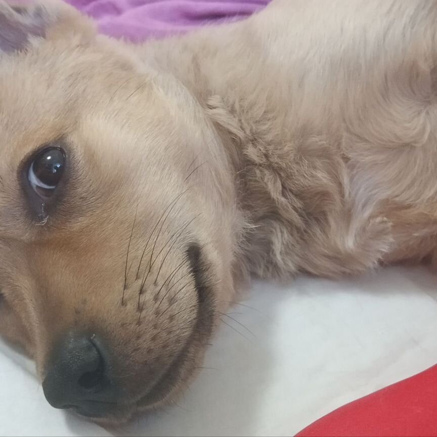 Щенок - девочка