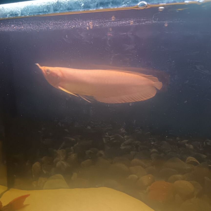 Платиновая арована