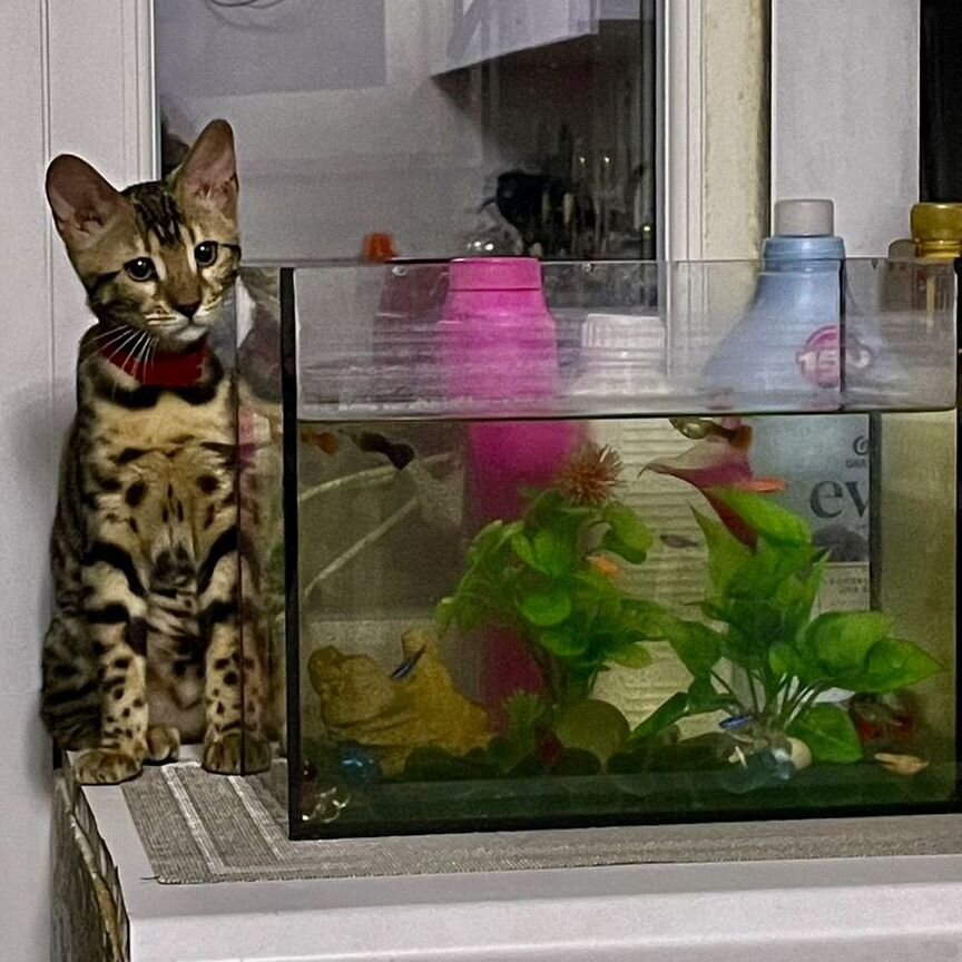 Щем кота для вязки