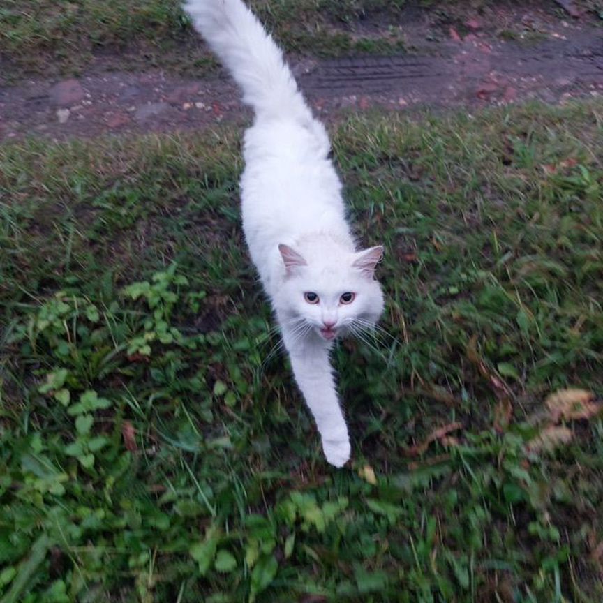 Ласковая кошечка