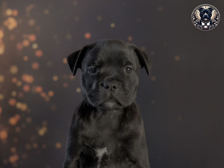 Стафбули (стаффордширский бультерьер)