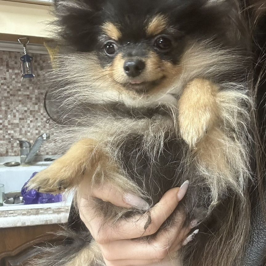 Мини мальчик гарагтия размера