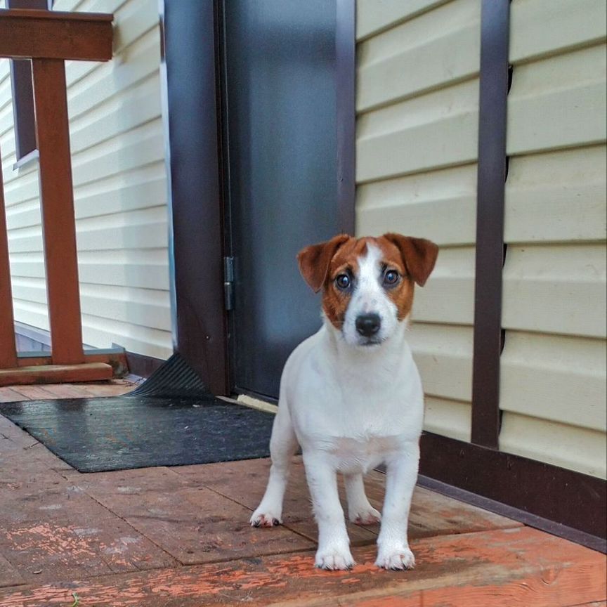 Щенки джек рассел терьер гладкошерстный