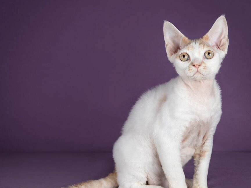 Котенок девон рекс, г.Москва