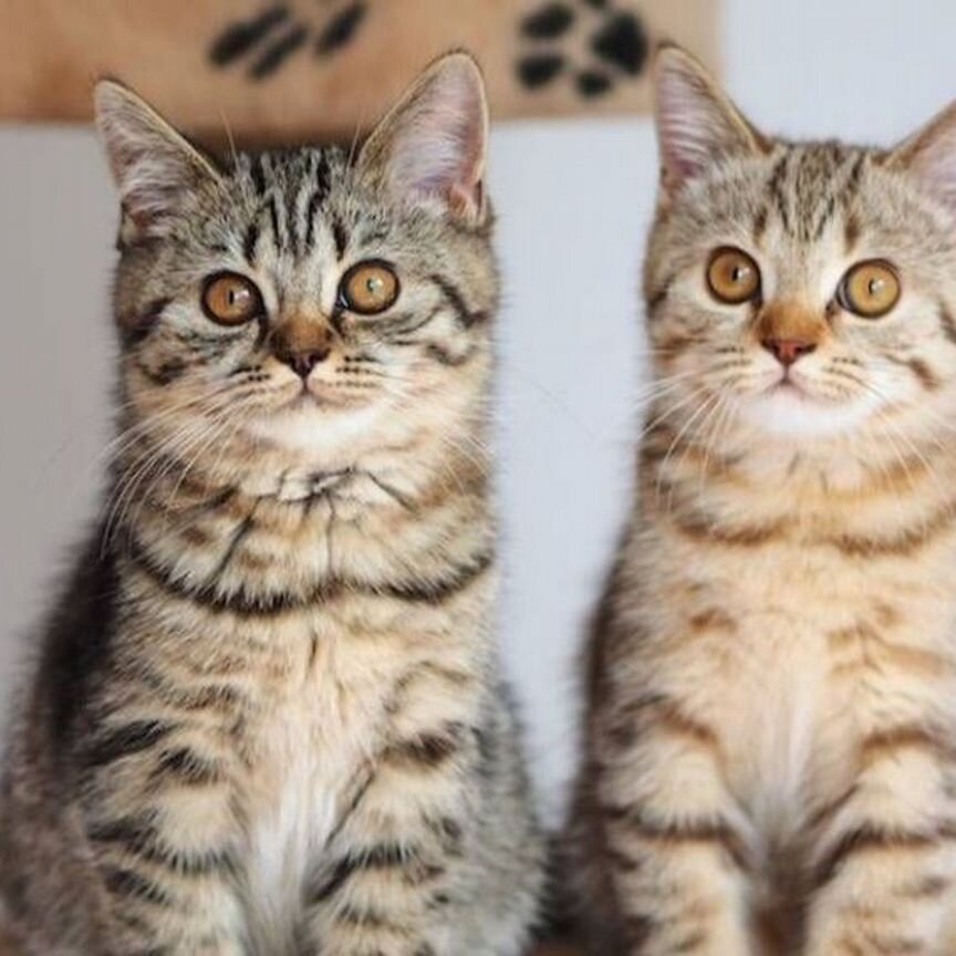 Котята в добрые руки бесплатно