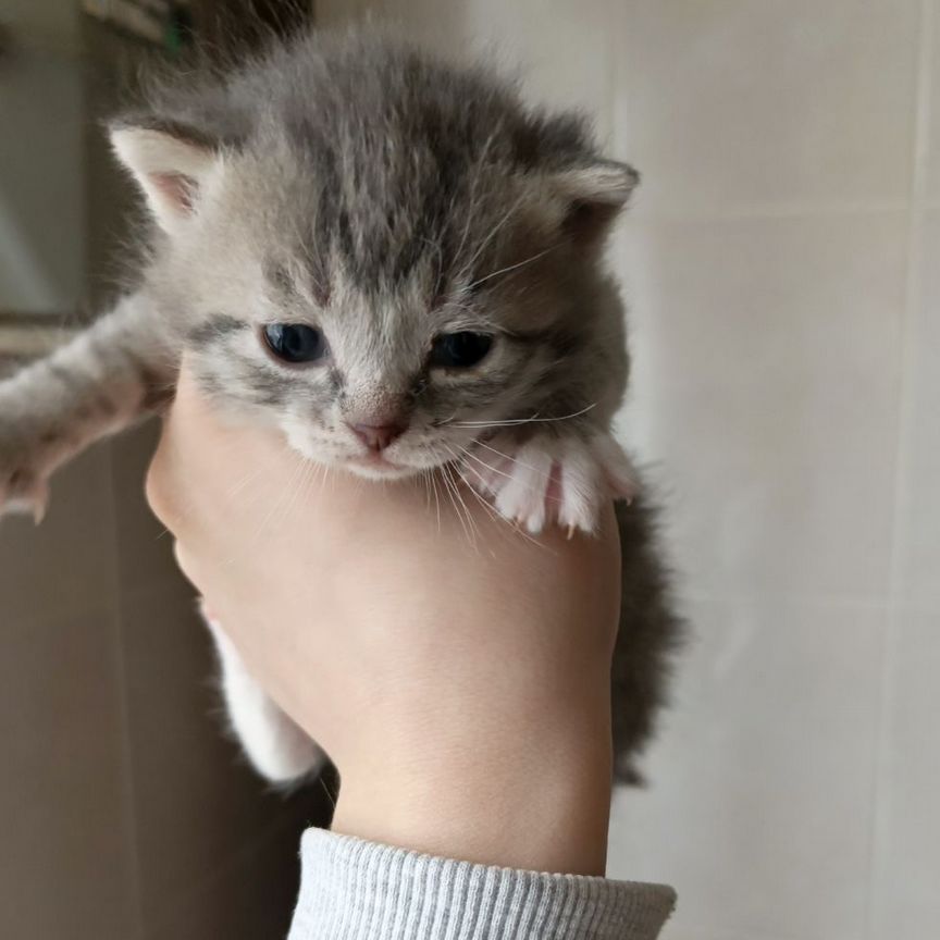 Котёнок в добрые руки