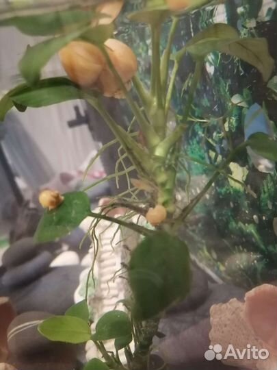 Улитки ампулярии