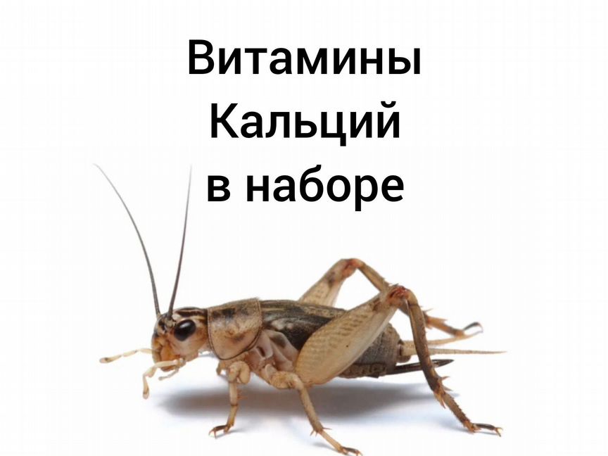 Сверчки заморозка корм для эублефаров