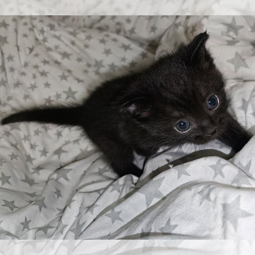 Британец мальчик