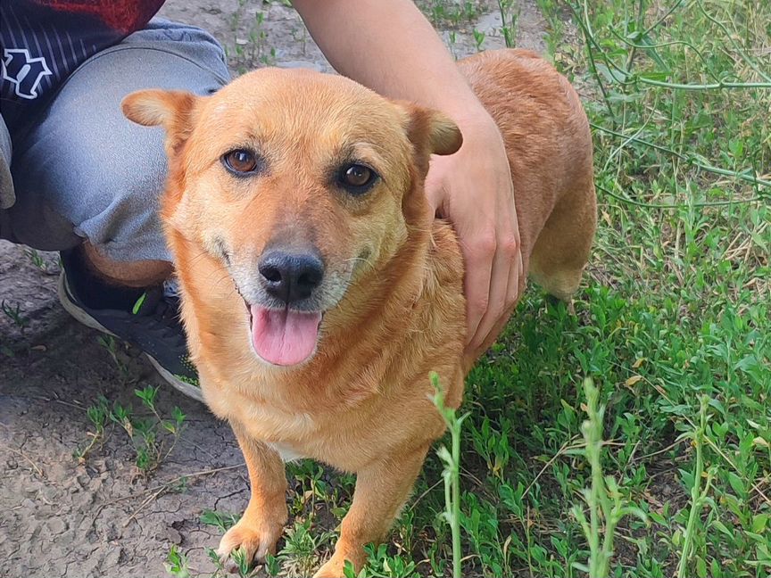 Отдаю собаку в добрые руки