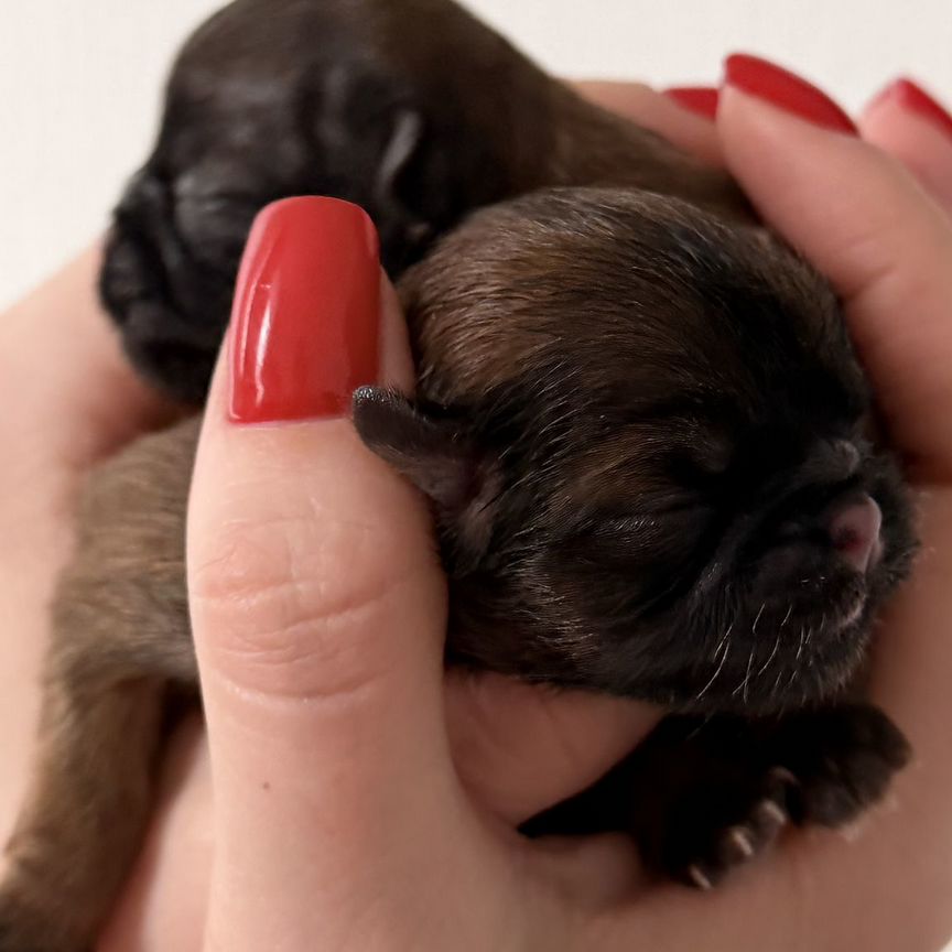 Ши-тцу, щенок