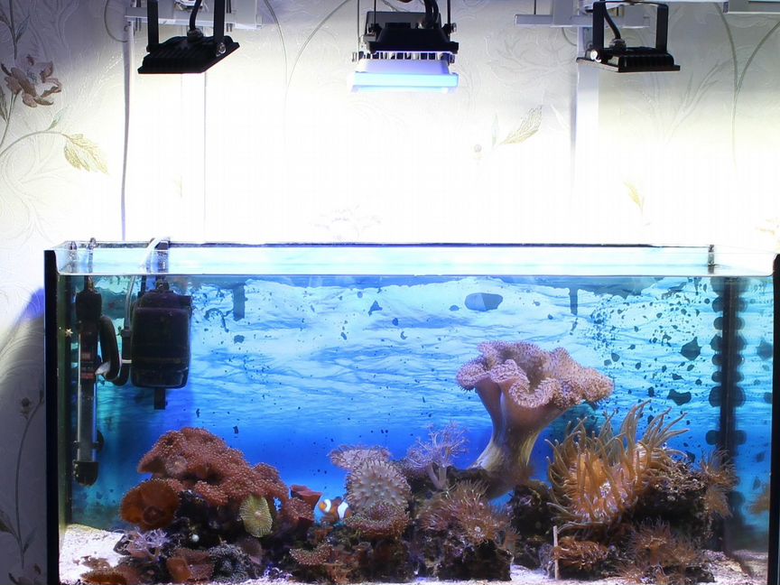 Морской аквариум 100 литров