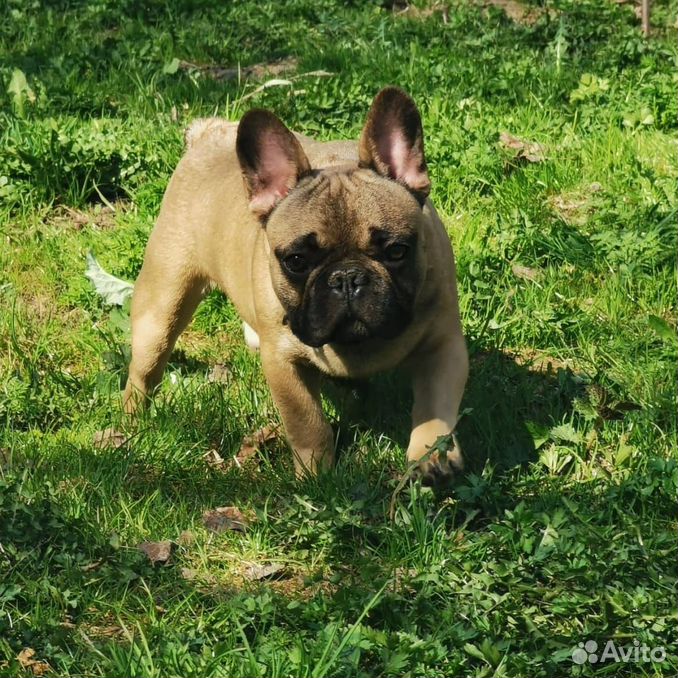 Мистер Француз