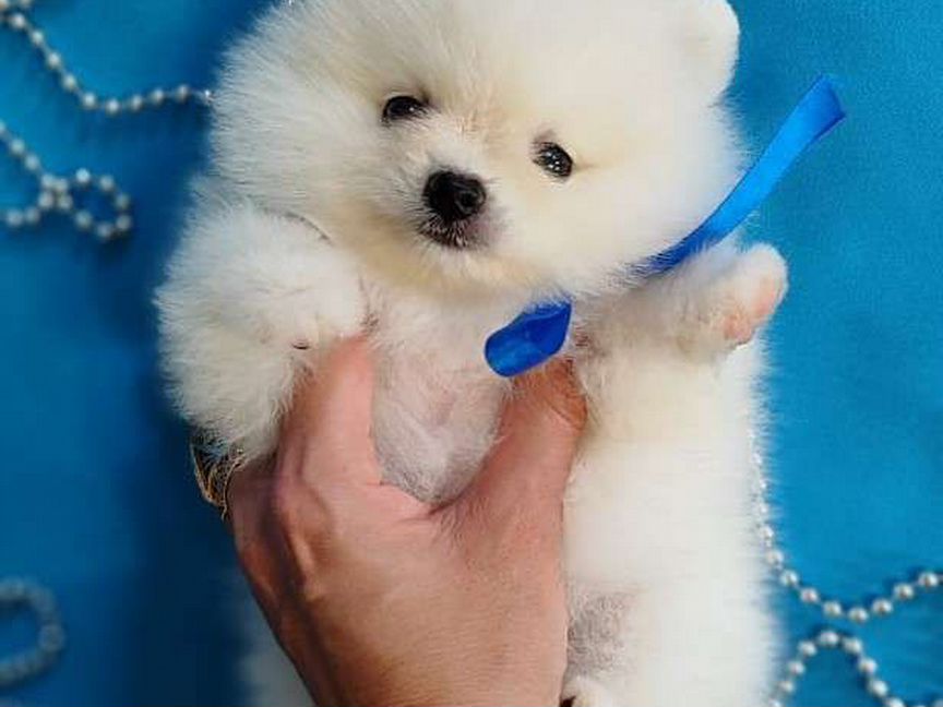 Мишка Мими мишка шпиц