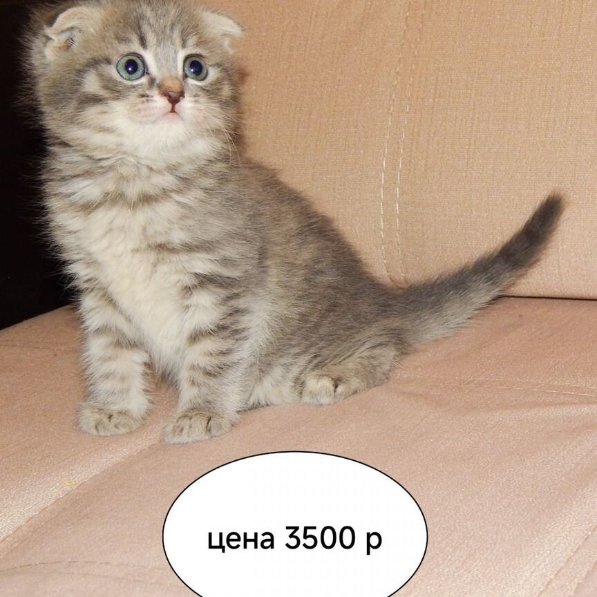 Шотландские вислоухие котята