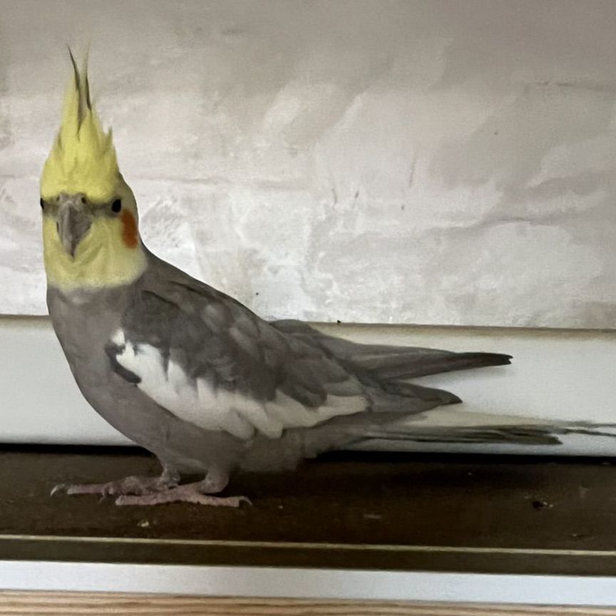 Попугай Карелла мальчик