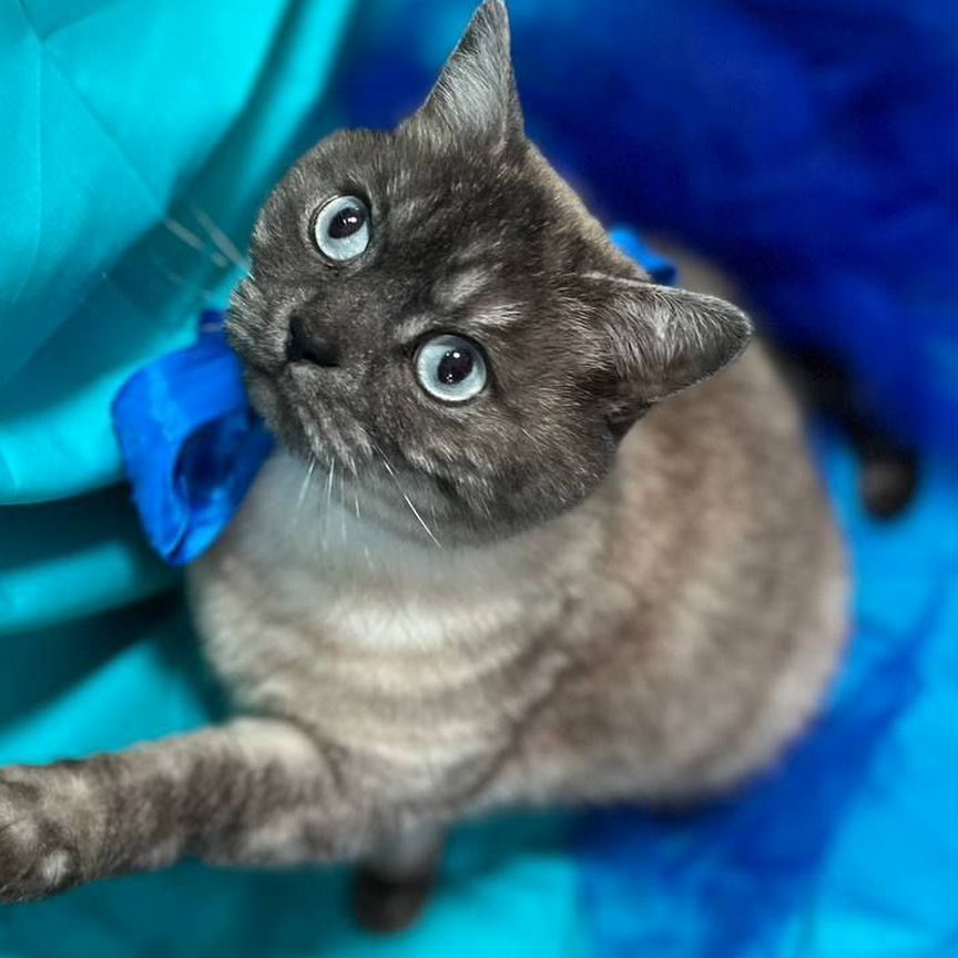 Взрослый кот в добрые руки