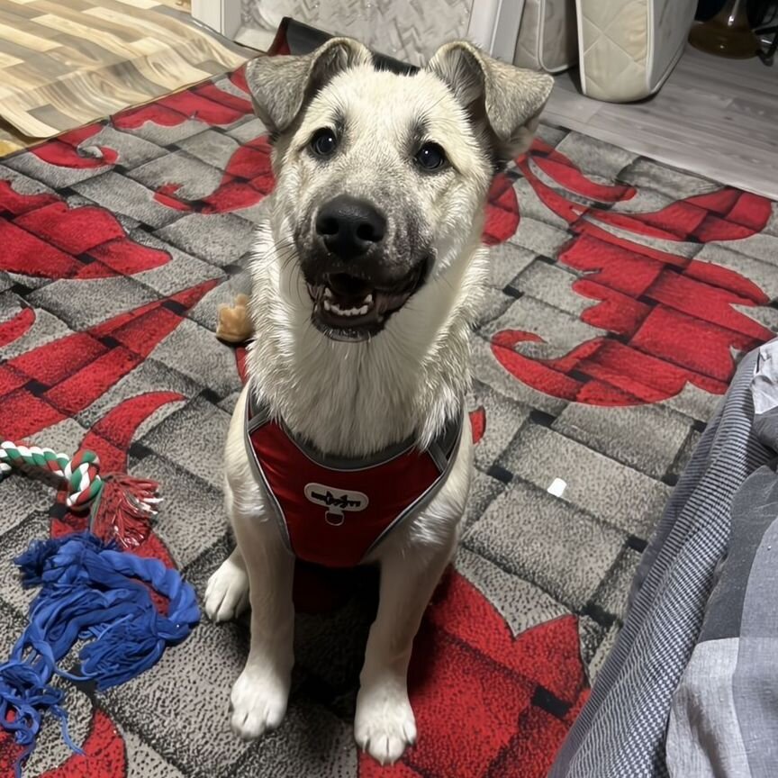 Щенок в добрые руки