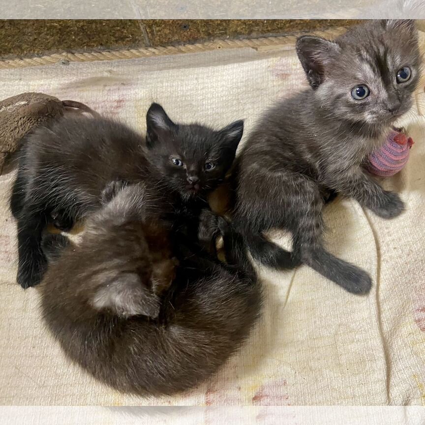 Русский голубой котёнок