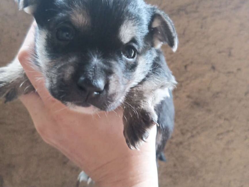 Отдам в добрые руки щенки помесь тойчик /дворняга